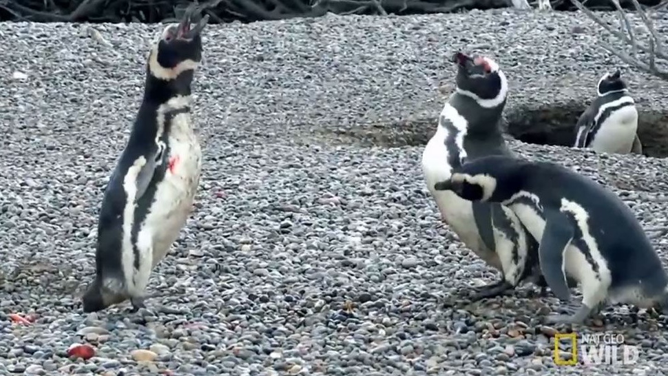 The meme machine loses it over penguin drama