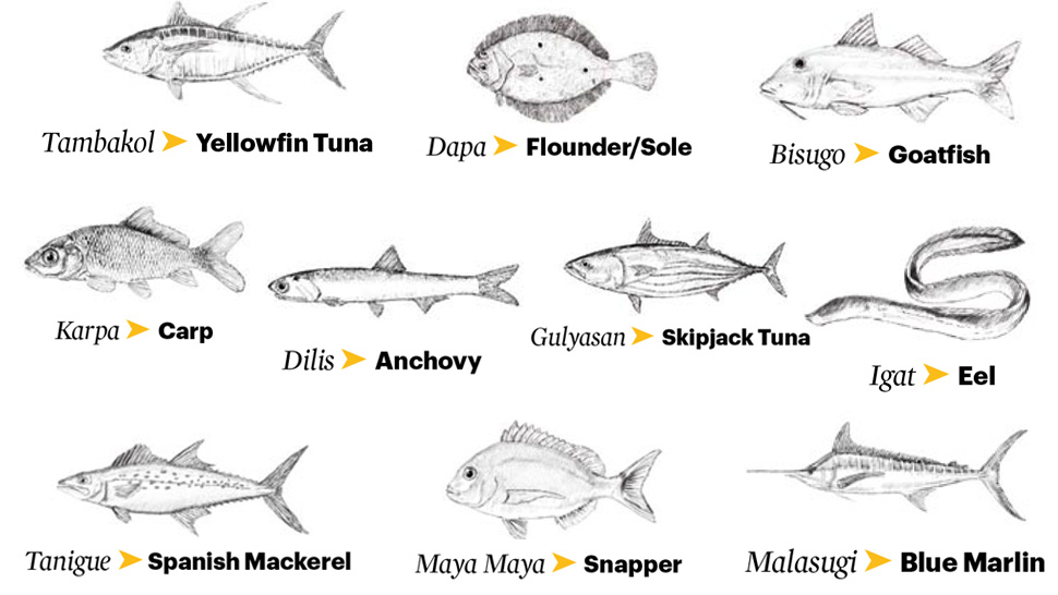 Fish Guide: The Right Way to Handling and Cooking Fish