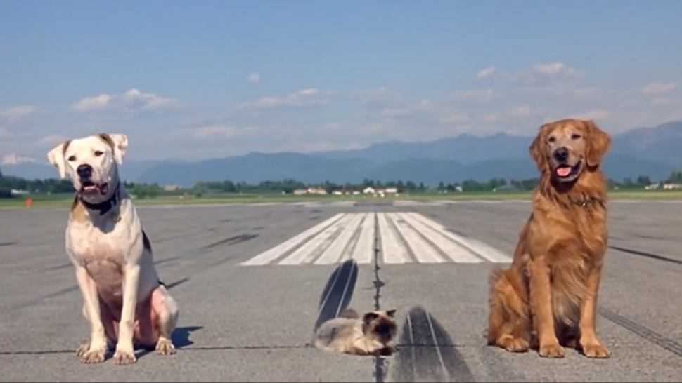 How to Travel via Airplane with Your Pet